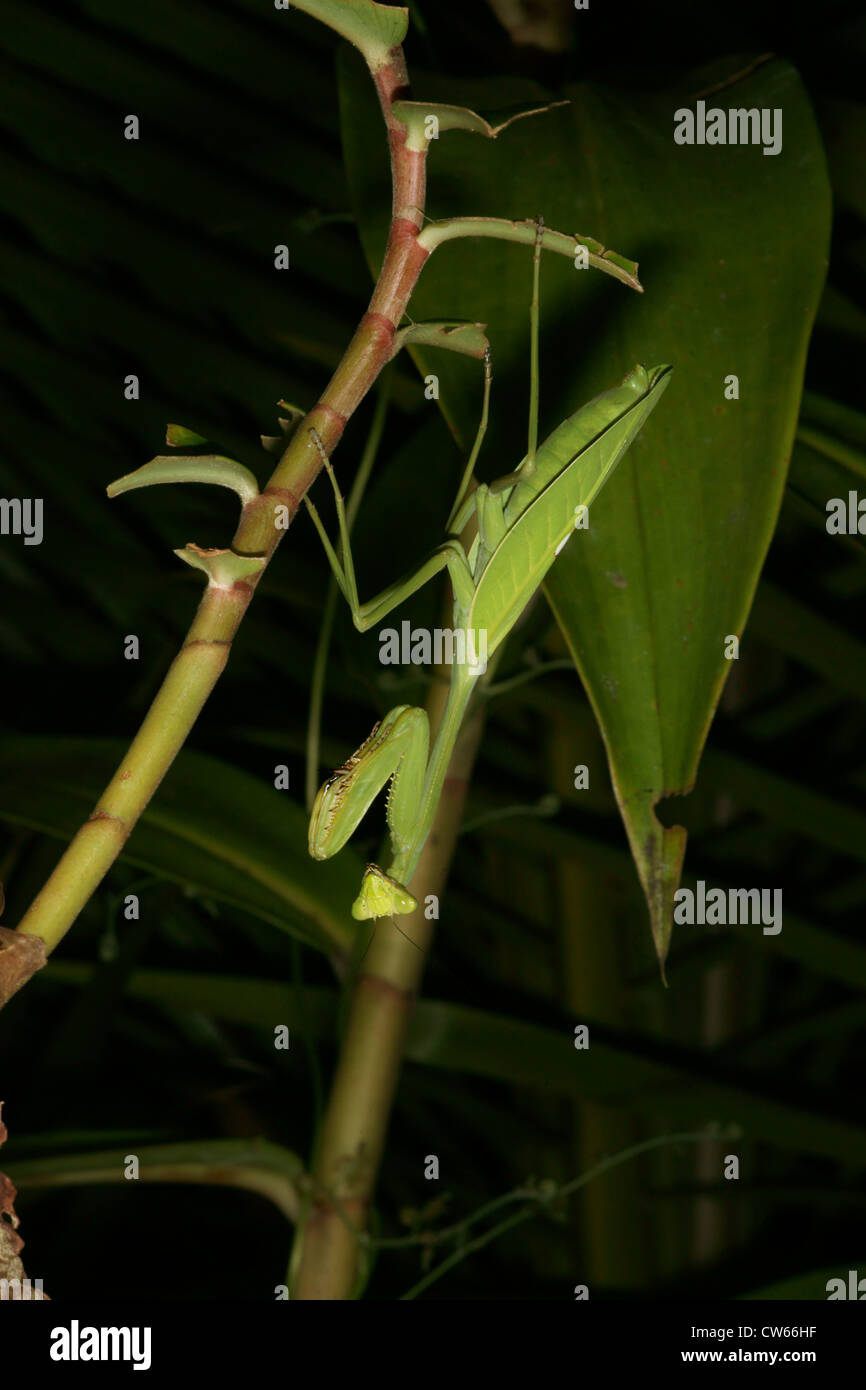 Praying Mantis patiently waits for prey Stock Photo - Alamy