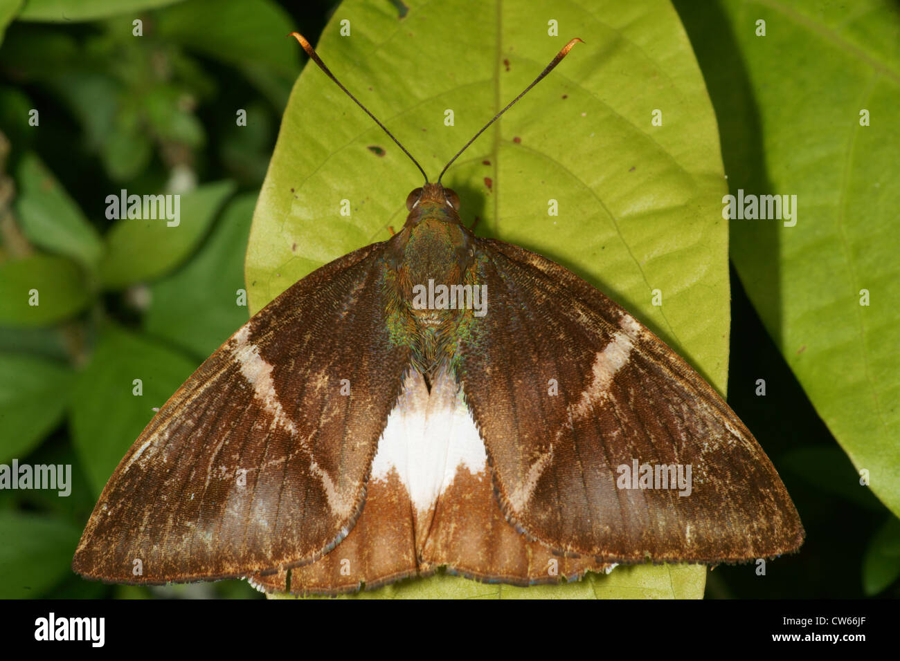 Moth on plant leaf Stock Photo - Alamy