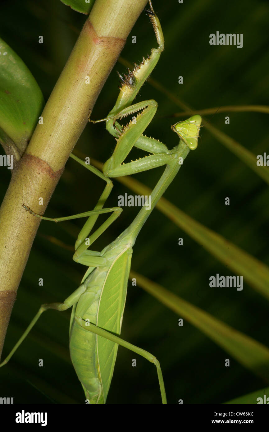Praying Mantis patiently waits for prey Stock Photo - Alamy
