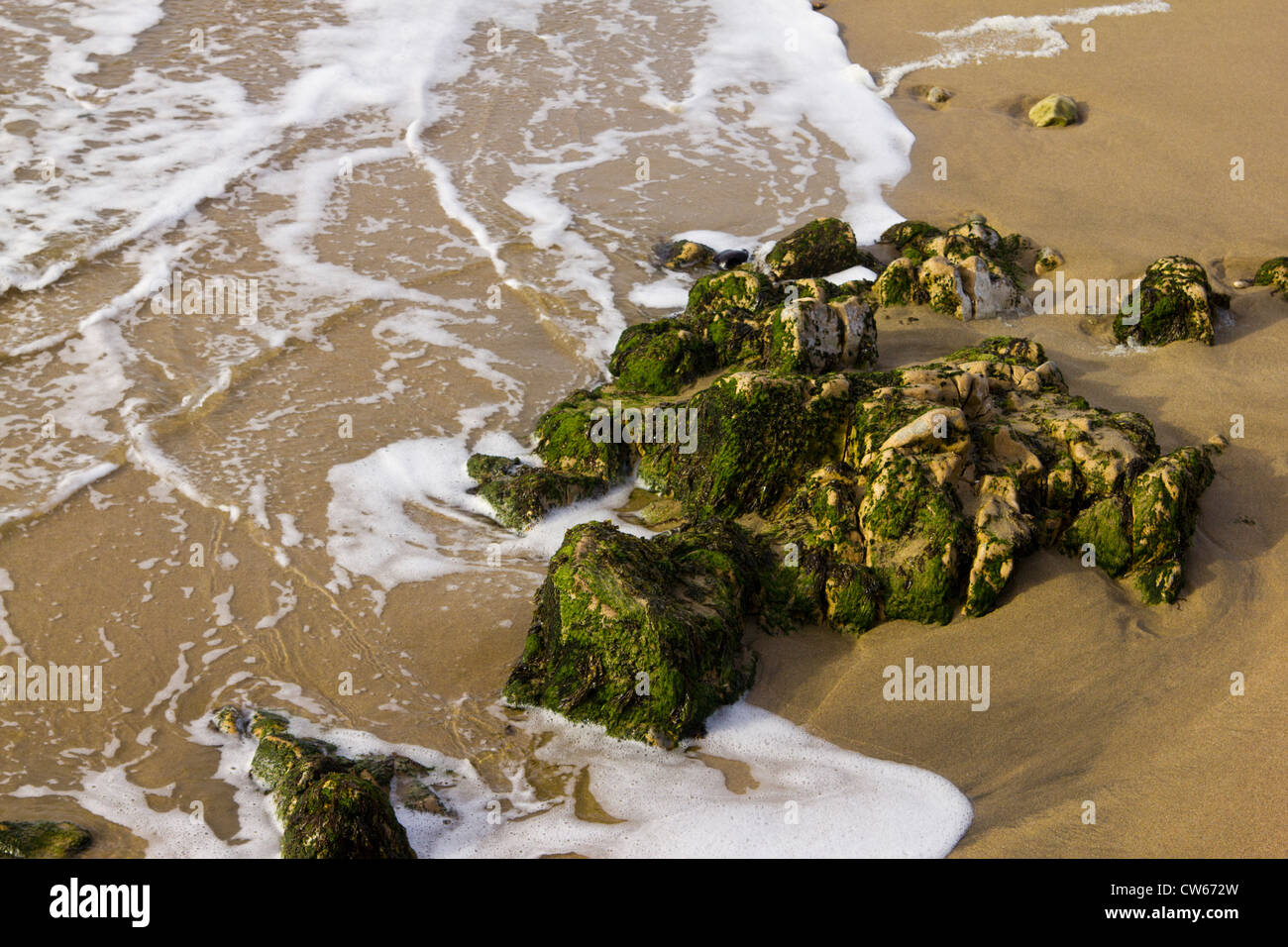 Coastal algae hi-res stock photography and images - Alamy
