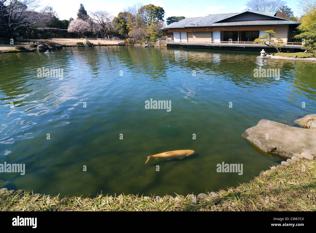 Koi fish japanese garden hi-res stock photography and images - Alamy