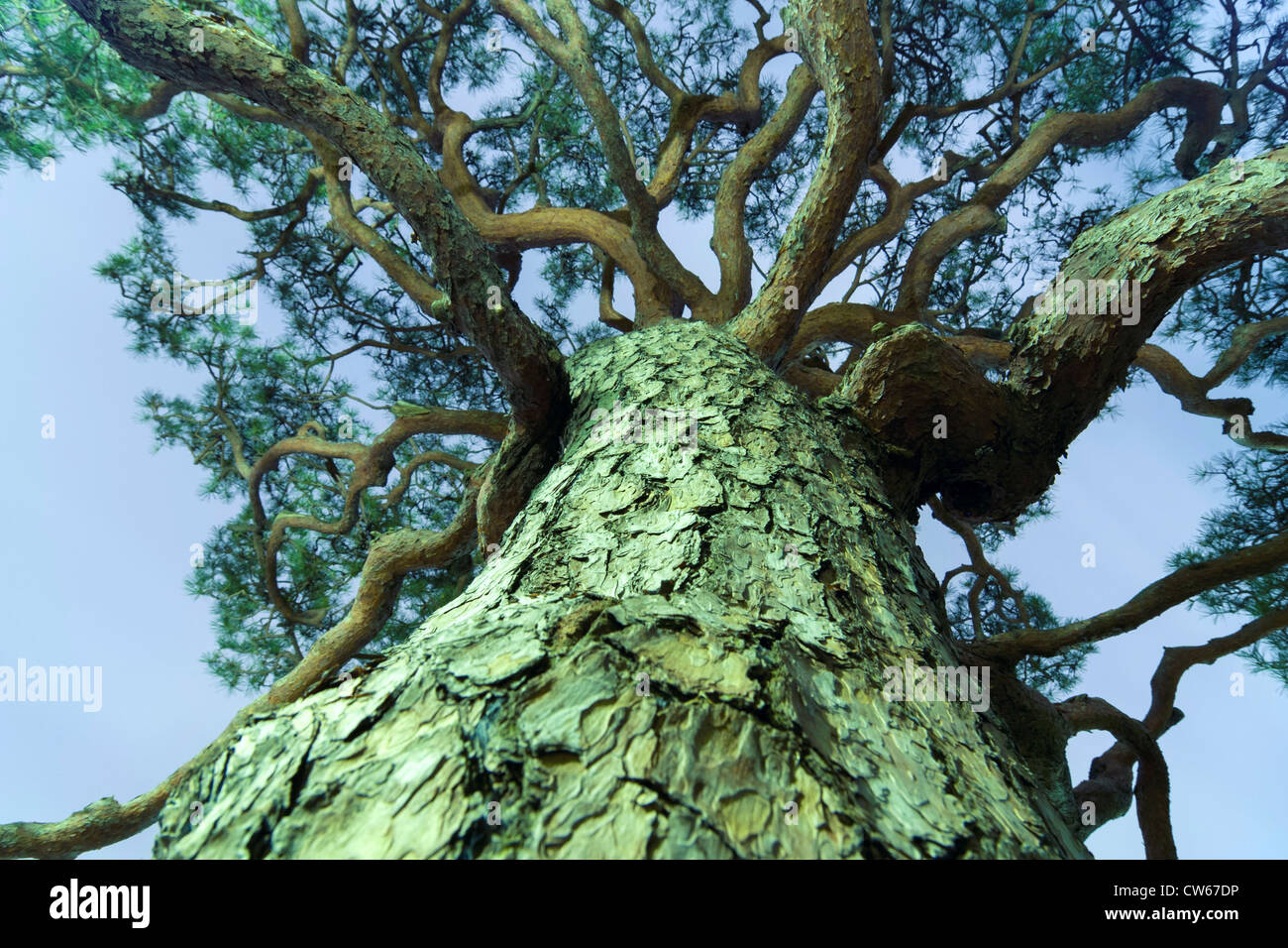 Giant pine tree hi-res stock photography and images - Alamy