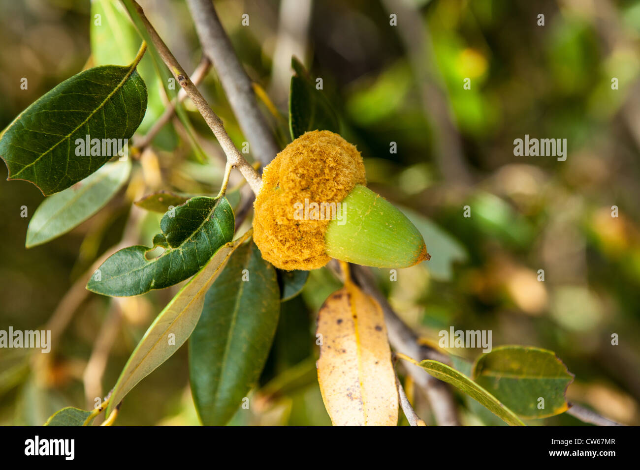 An acorn growing on an oak tree in El Dorado county California along ...