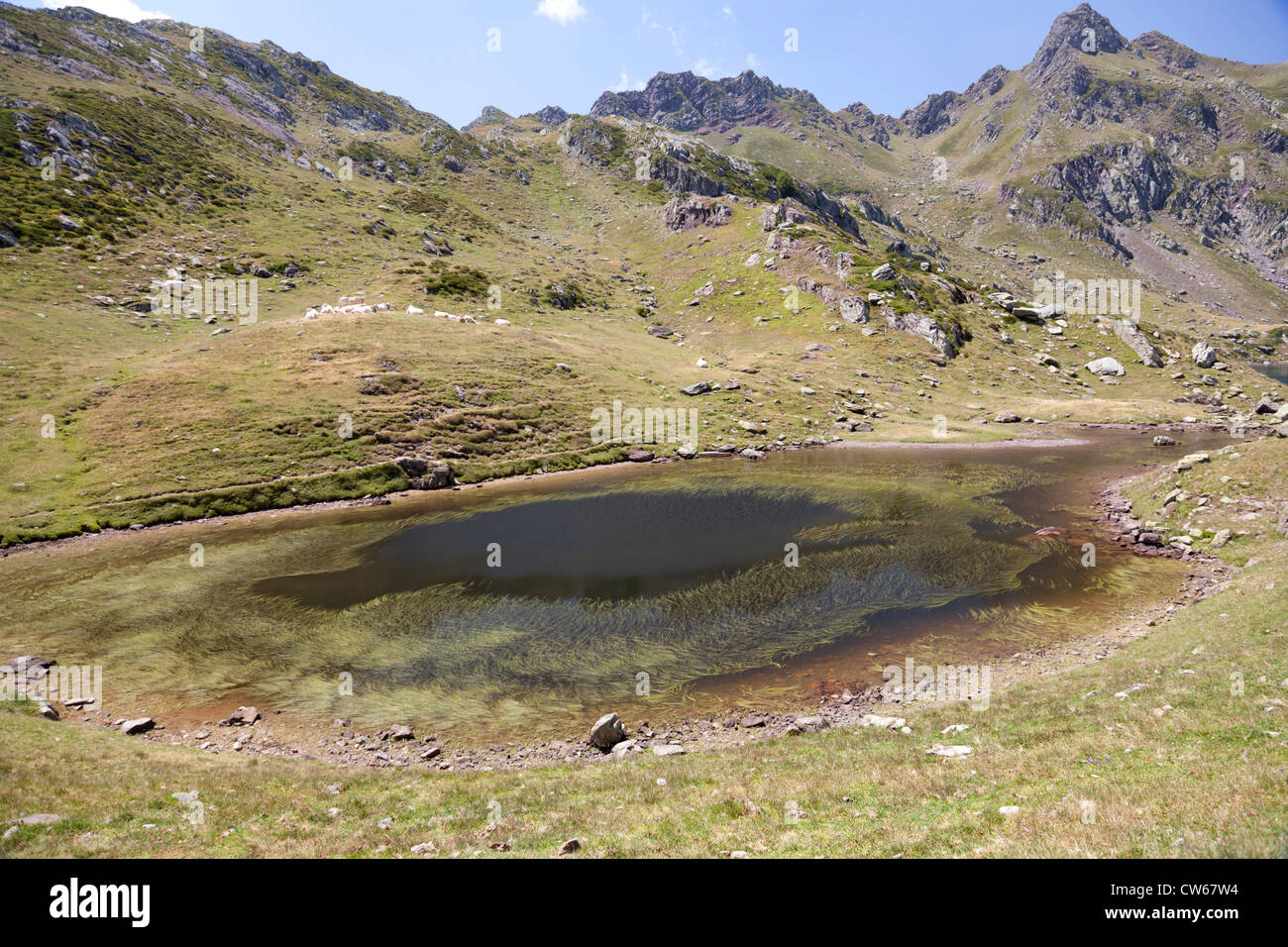 Filamentous algae in a shallow pond near the Bersau Lake partly visible ...