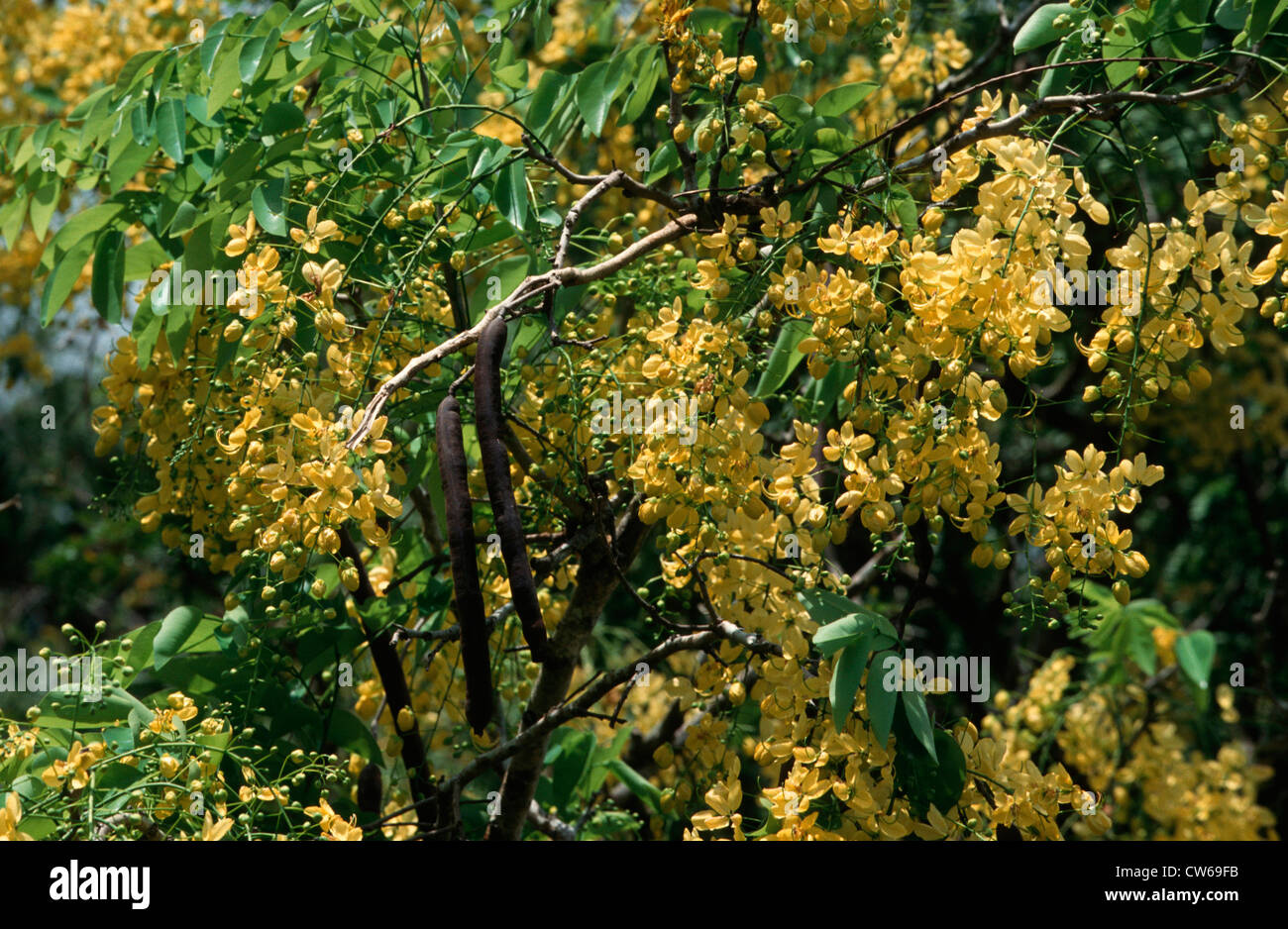 cassia pods, purging cassia, Purging cassi, Golden Shower Tree, Indian Laburnum (Cassia fistula ...