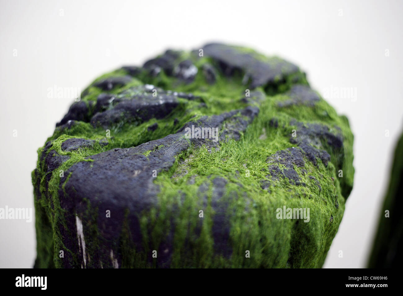 Wooden pile of groyne with algae hi-res stock photography and images ...