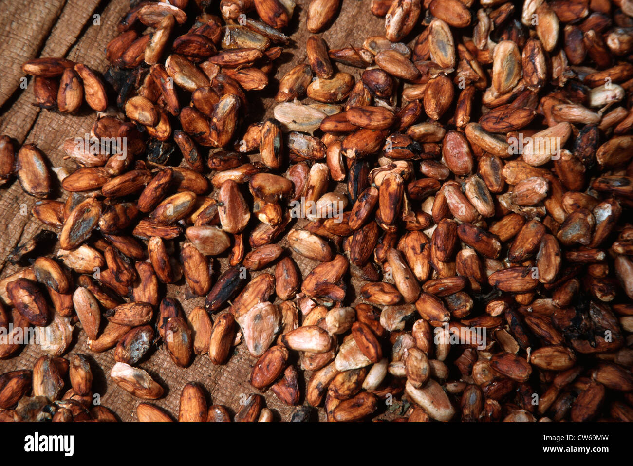 Cacao beans chocolate tree hi-res stock photography and images - Alamy