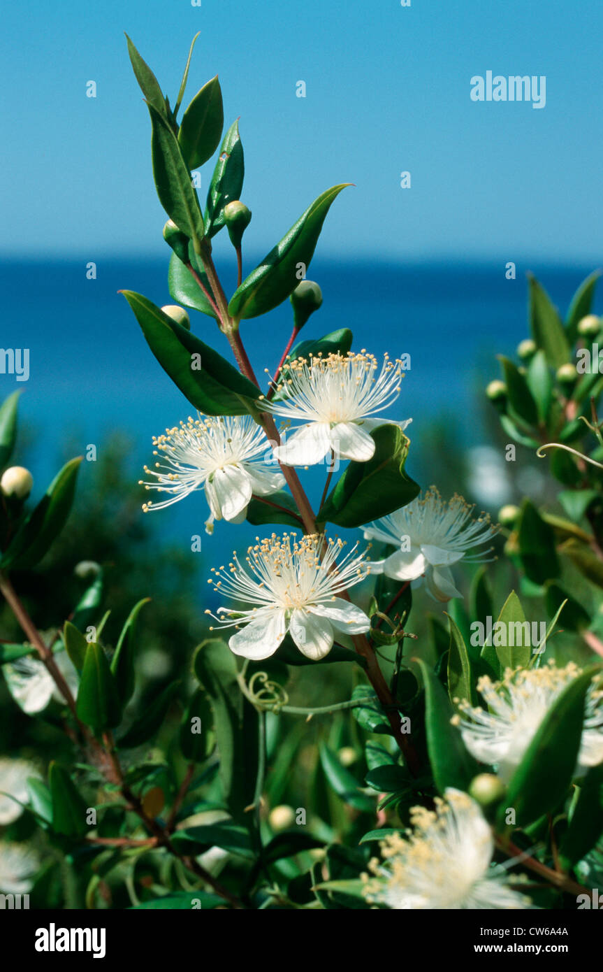 myrtle (Myrtus communis), blooming, France Stock Photo - Alamy