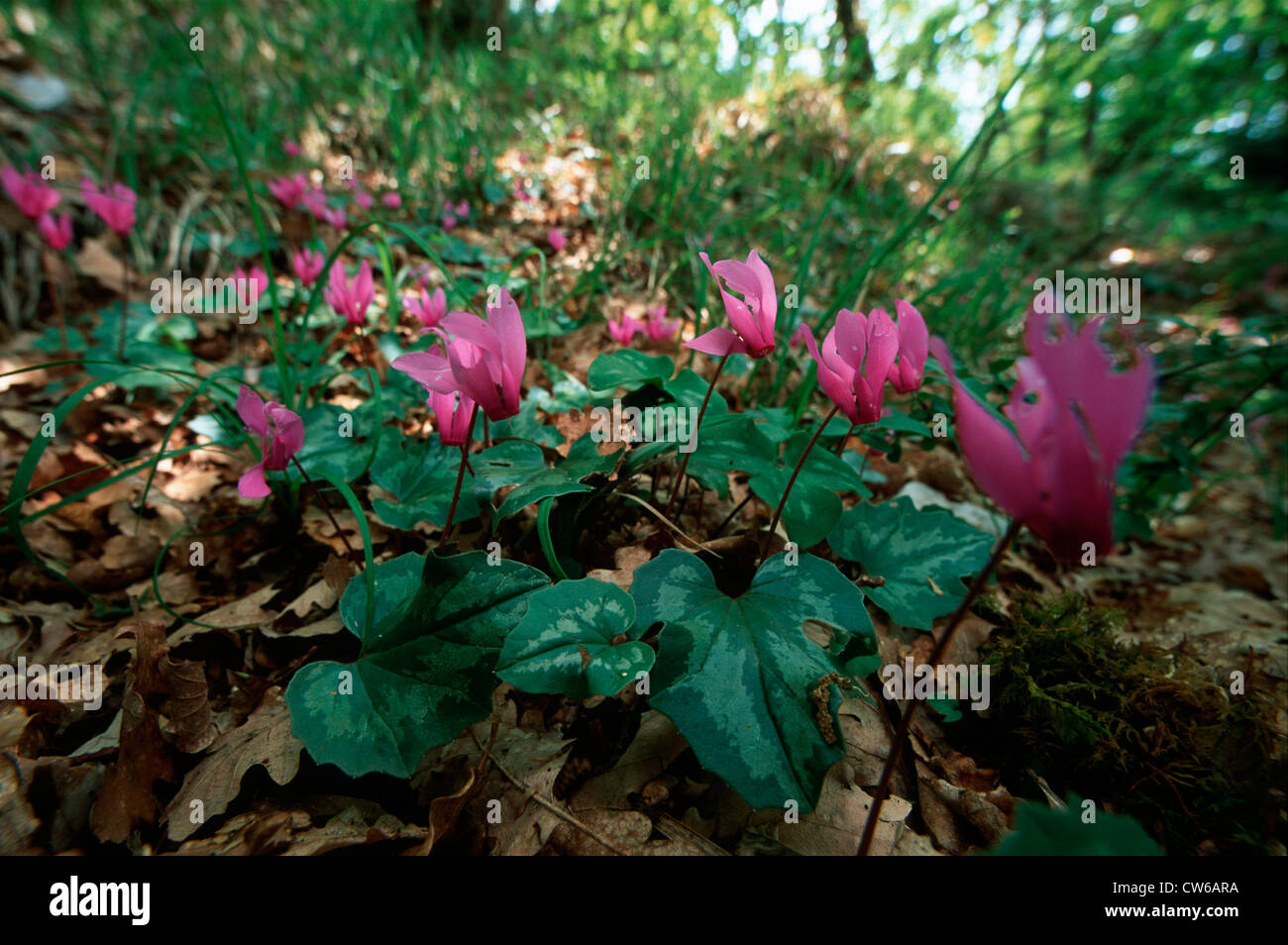 cyclamen (Cyclamen repandum), blooming, Italy, Monti Sibillini National ...