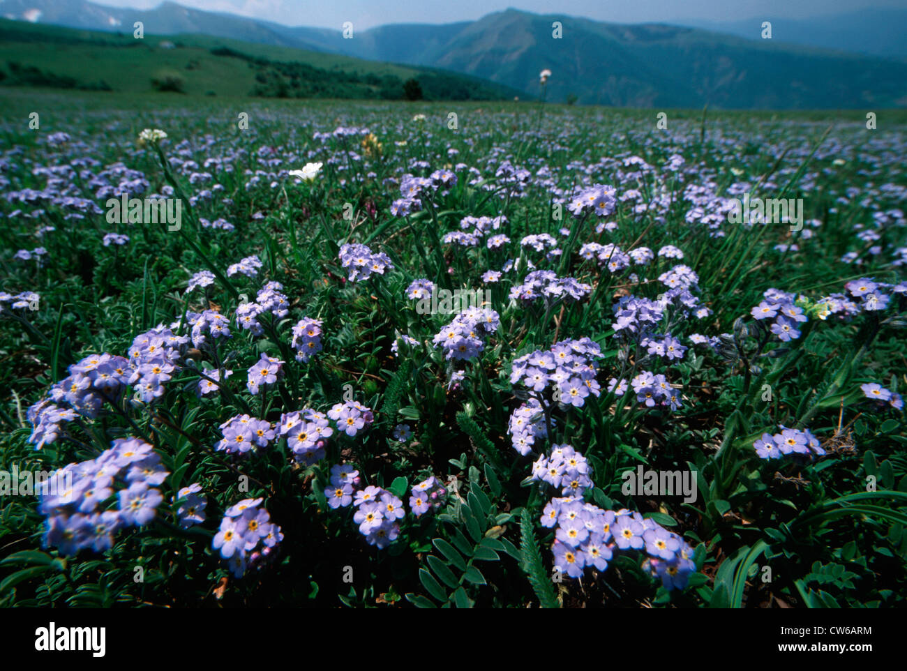 forget-me-not (Myosotis spec.), blooming on a mountain meadow, Italy ...