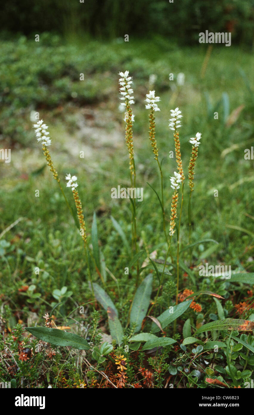alpine knotweed, viviparous knotweed (Polygonum viviparum, Bistorta ...
