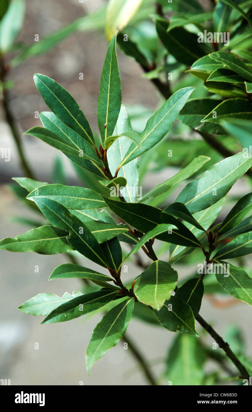 sweet bay laurel, bay tree, sweet bay (Laurus nobilis), leaves Stock ...