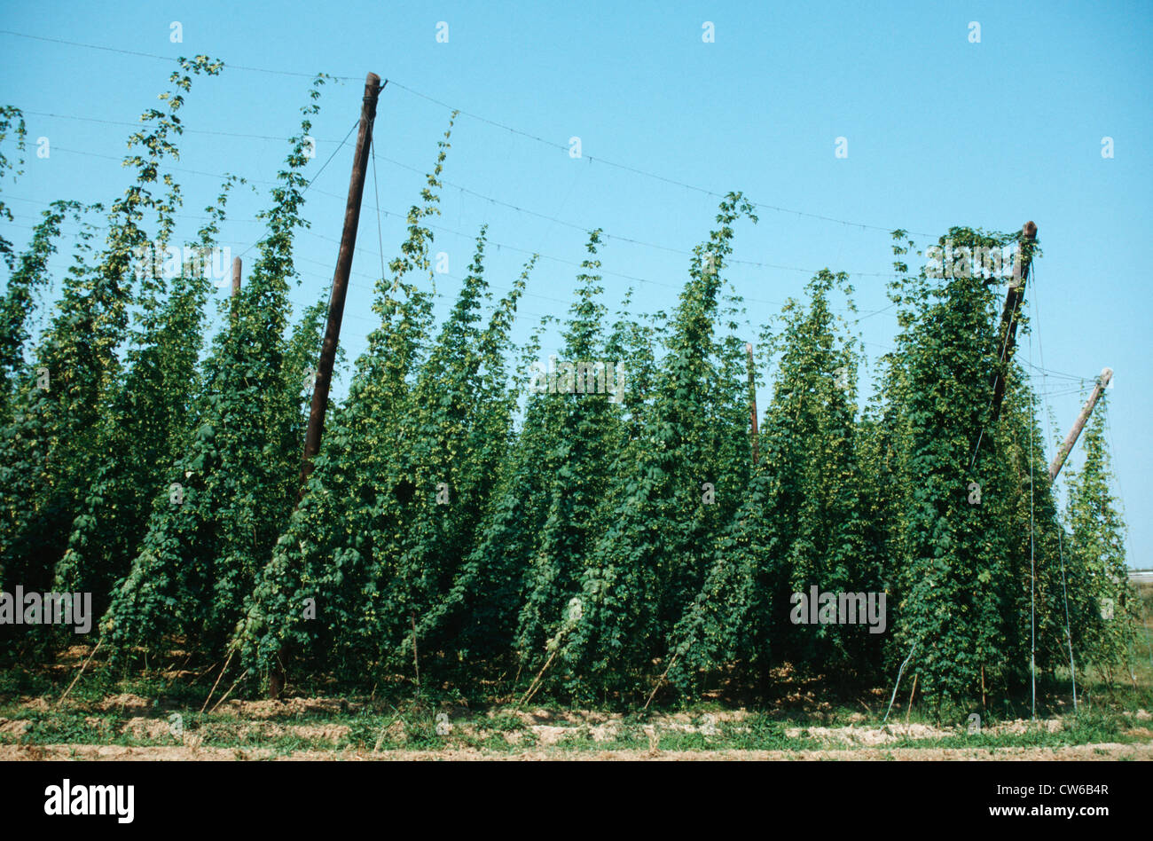 common hop (Humulus lupulus), cultivation Stock Photo - Alamy