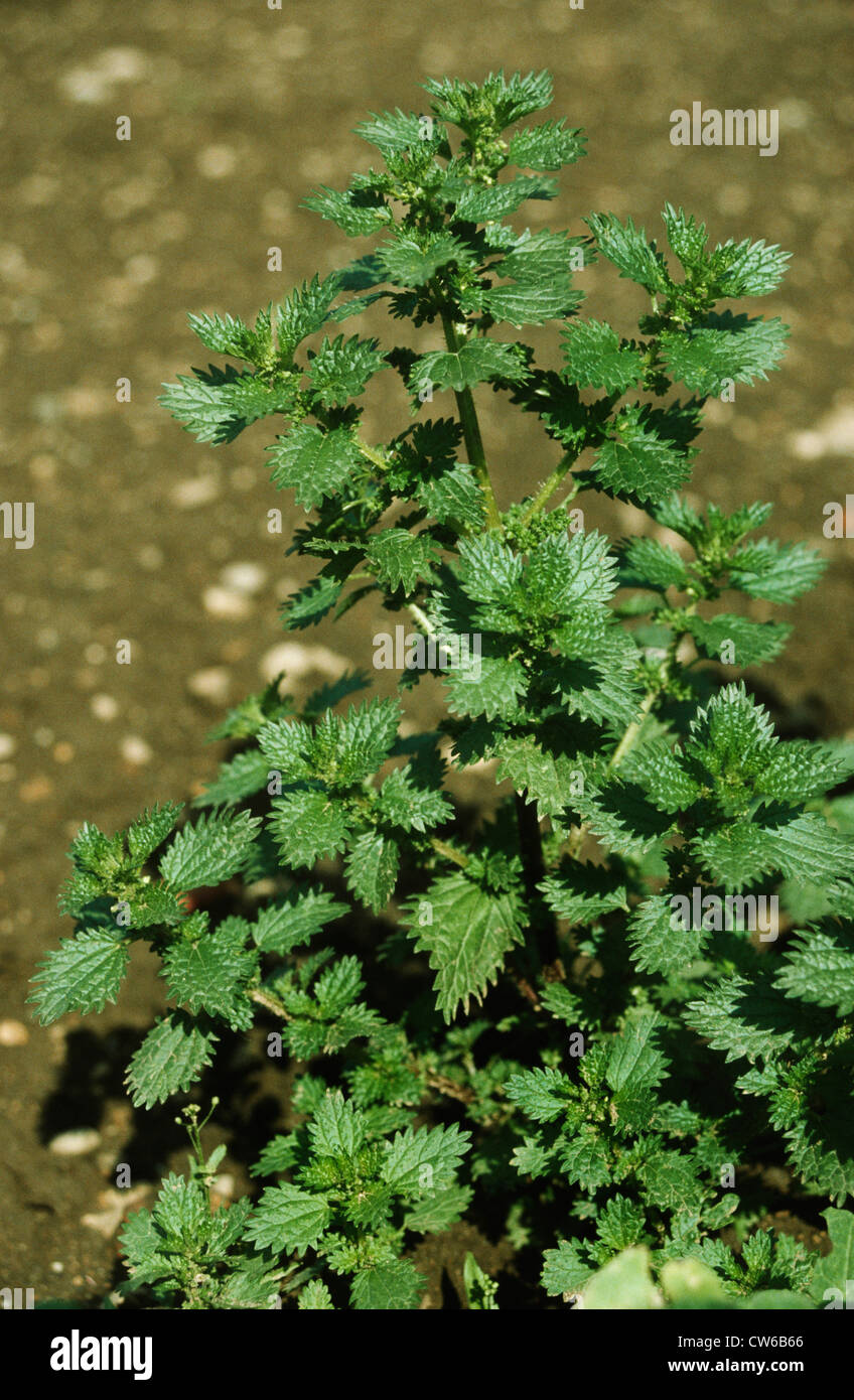 burning nettle, small nettle, lesser nettle (Urtica urens), habit ...