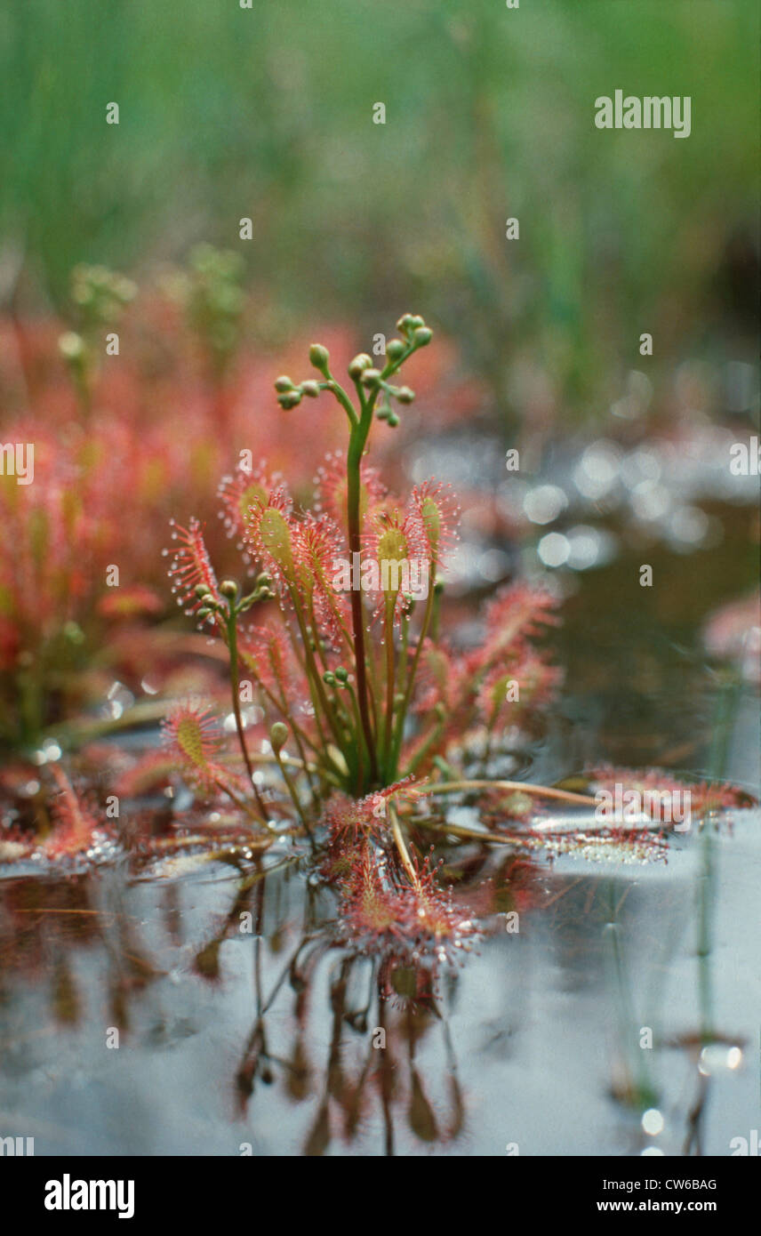 long-leaved sundew, oblong-leaved sundew, spoon-leaved sundew (Drosera ...