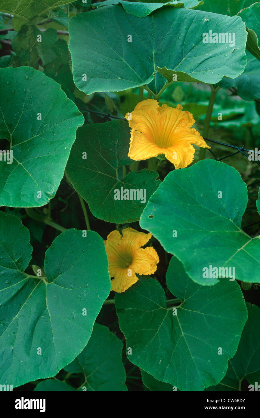 marrow, field pumpkin (Cucurbita pepo), blooming Stock Photo - Alamy