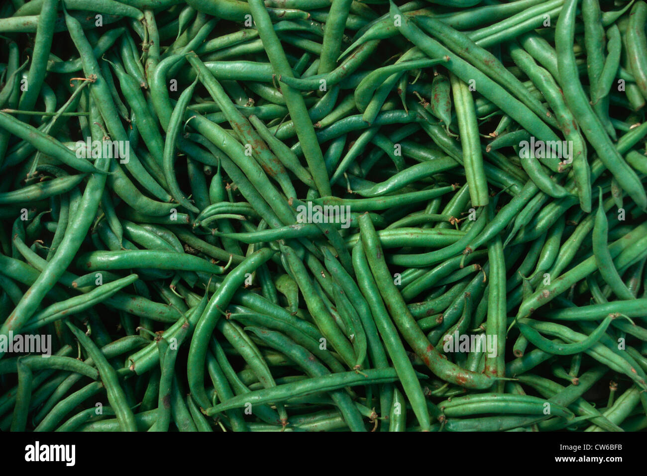 bush bean (Phaseolus vulgaris var. nanus), beans Stock Photo - Alamy