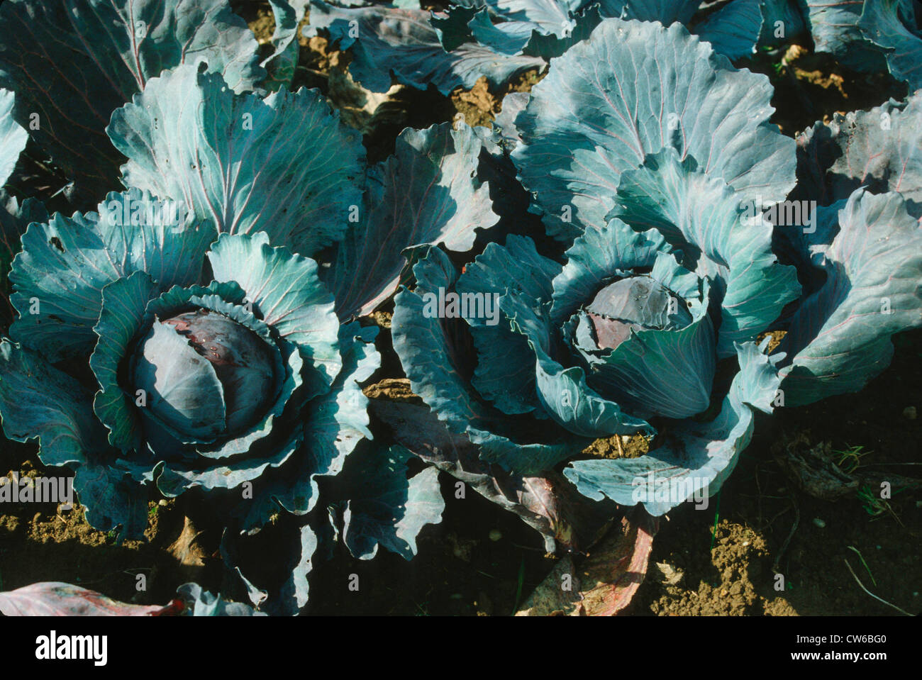 red cabbage (Brassica oleracea var. capitata f. rubra), cultivation ...