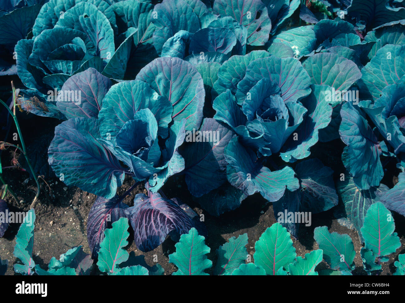 red cabbage (Brassica oleracea var. capitata f. rubra), cultivation ...
