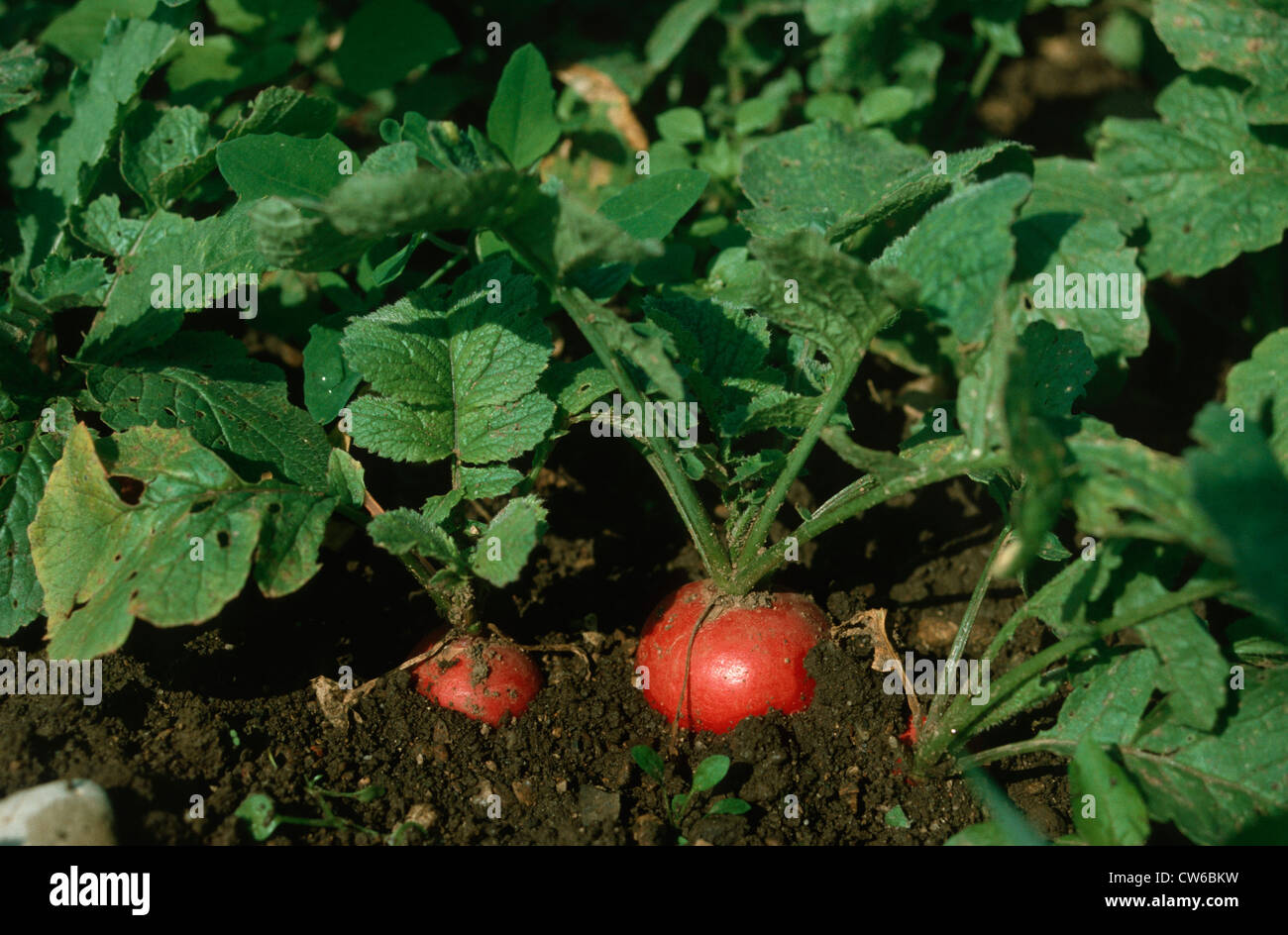 garden radish (Raphanus sativus), in vegetable patch Stock Photo - Alamy