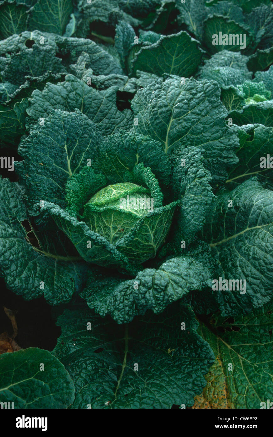 savoy cabbage (Brassica oleracea convar. capitata var. sabauda), head ...