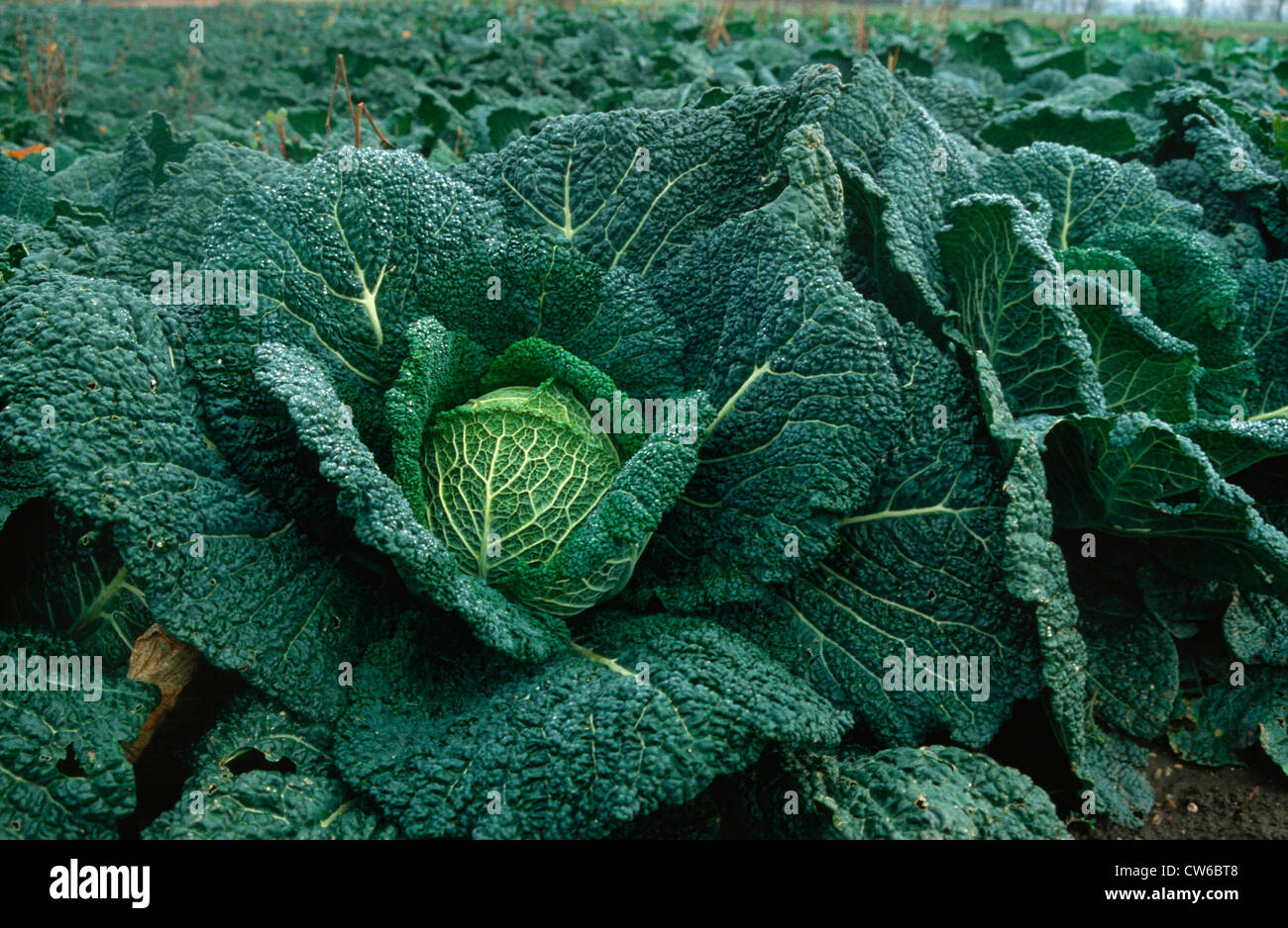savoy cabbage (Brassica oleracea convar. capitata var. sabauda), head ...