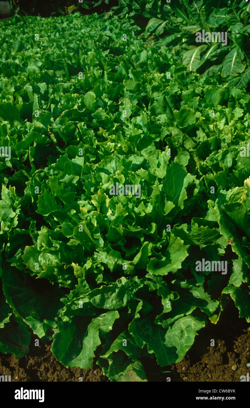 Endive chicory cichorium endivia hi-res stock photography and images ...