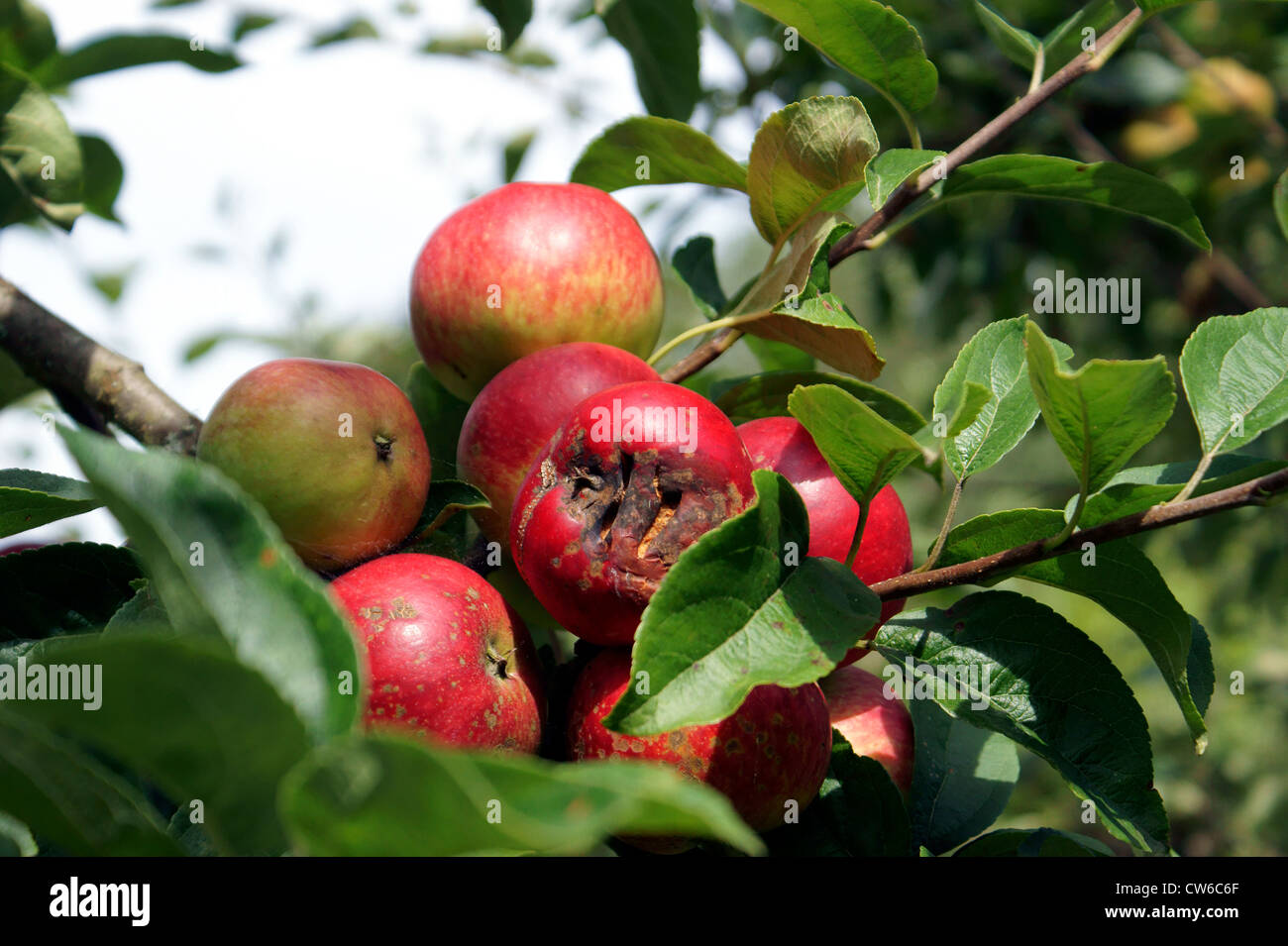 Rotten golden delicious apple hi-res stock photography and images - Alamy