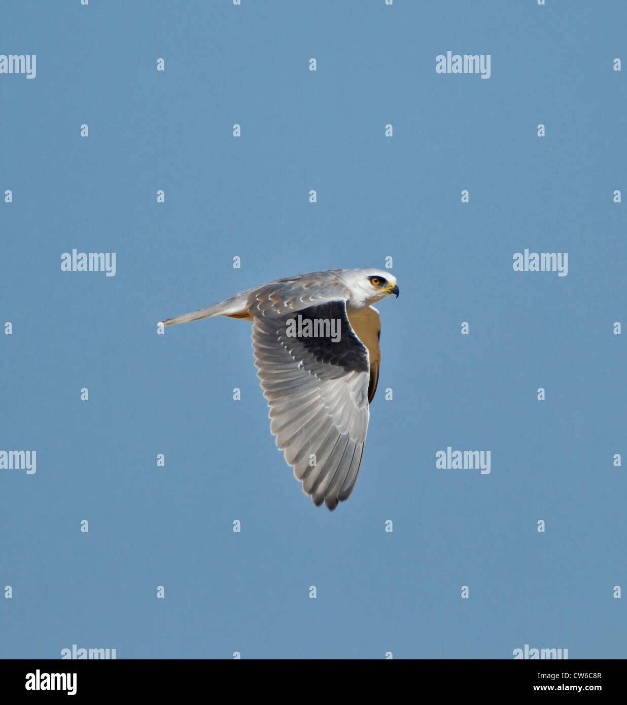Black winged kite Elanus caeruleus in flight searching for food in La ...