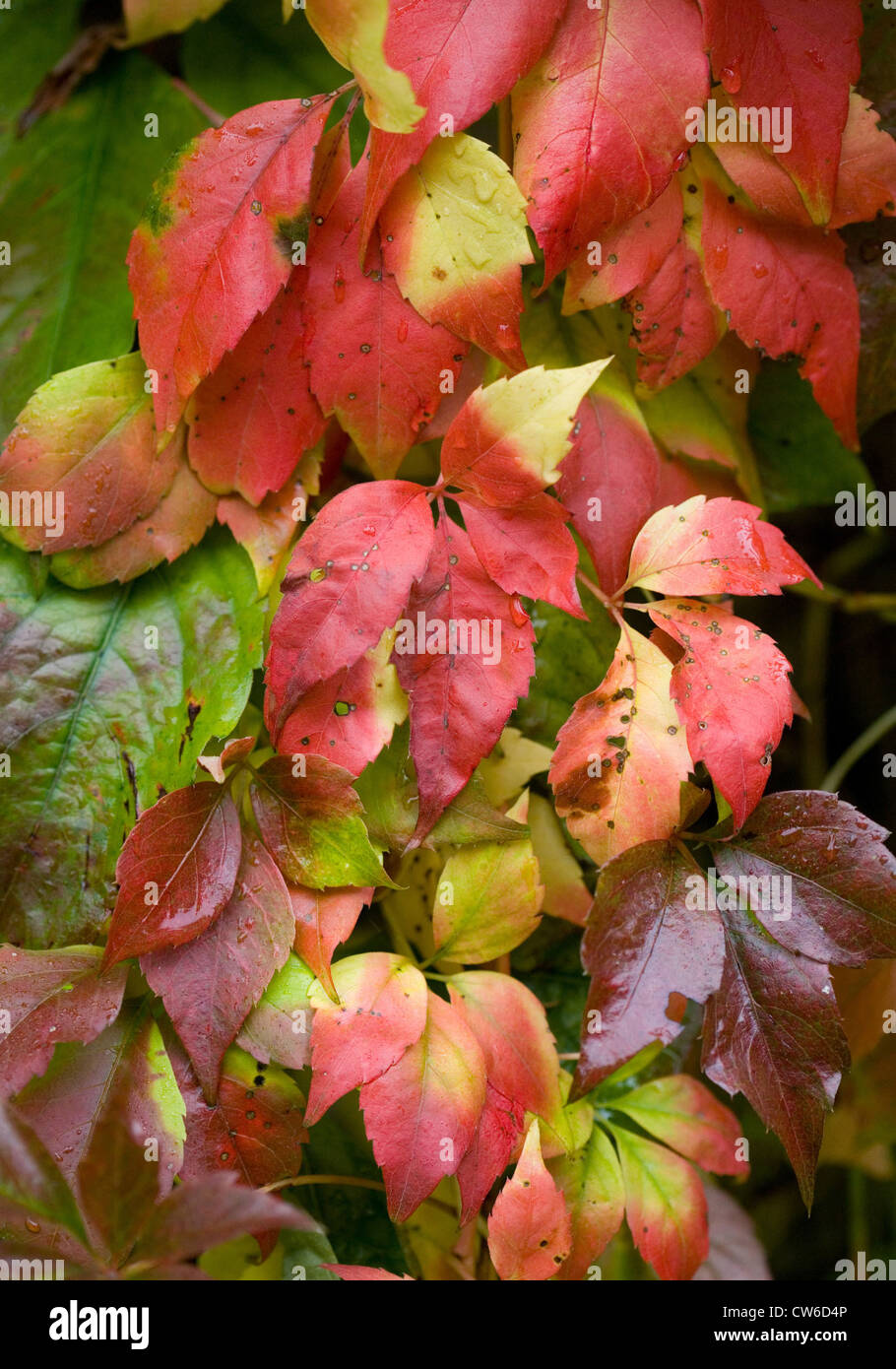 Riedlingen, Virginia creeper Stock Photo - Alamy