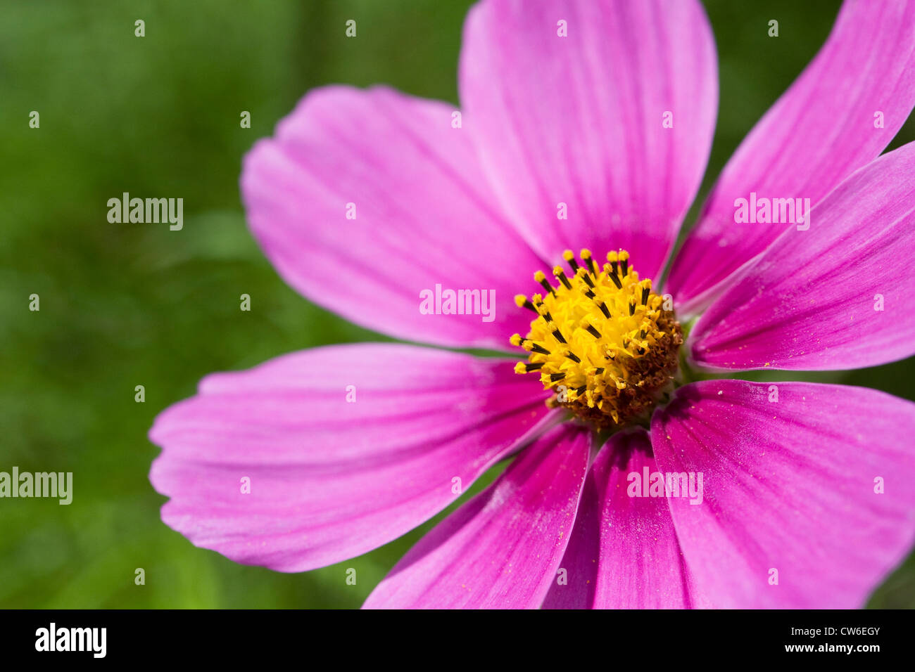 Cosmos bipinnatus flower Stock Photo - Alamy