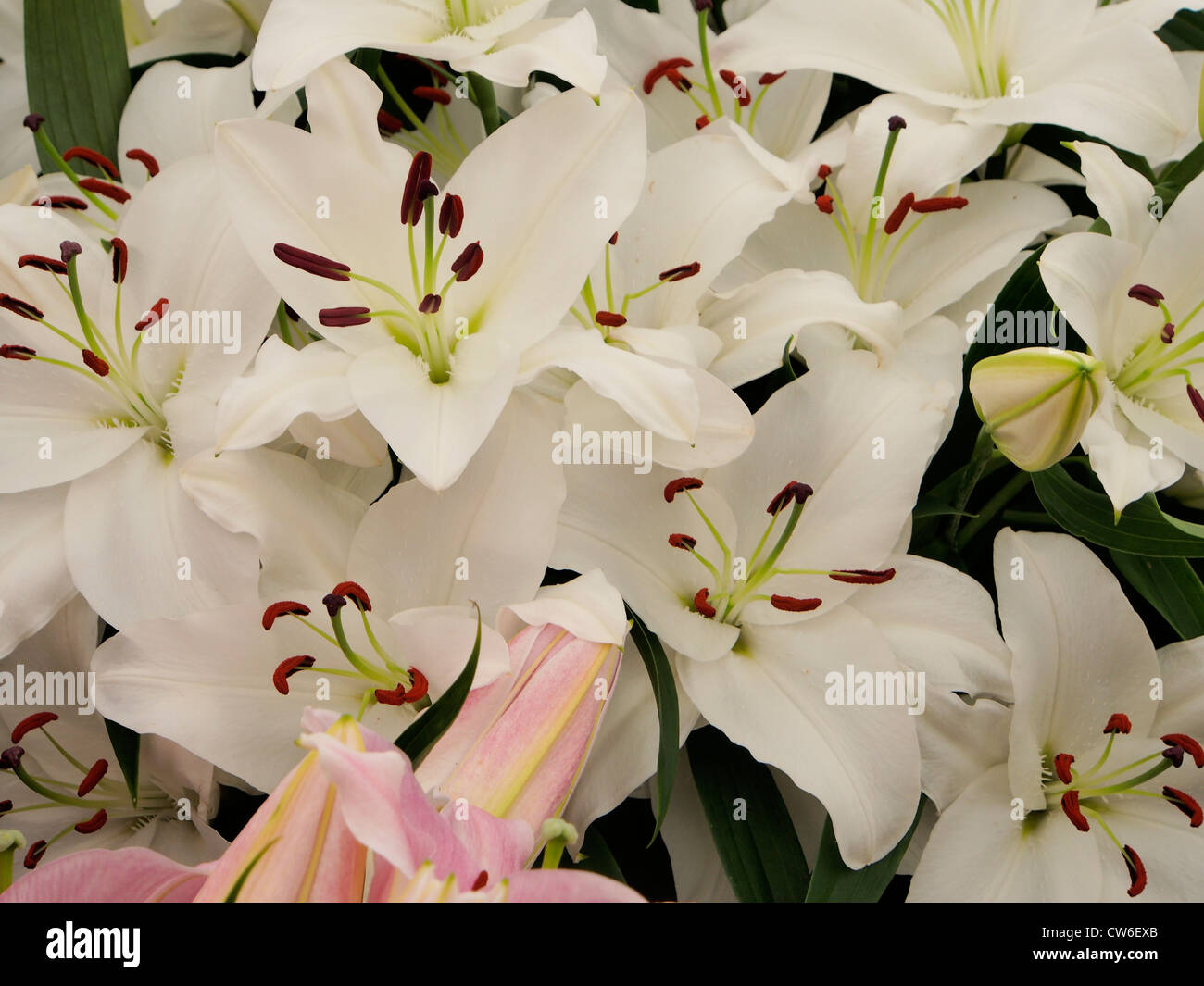 a display of lilies Stock Photo - Alamy