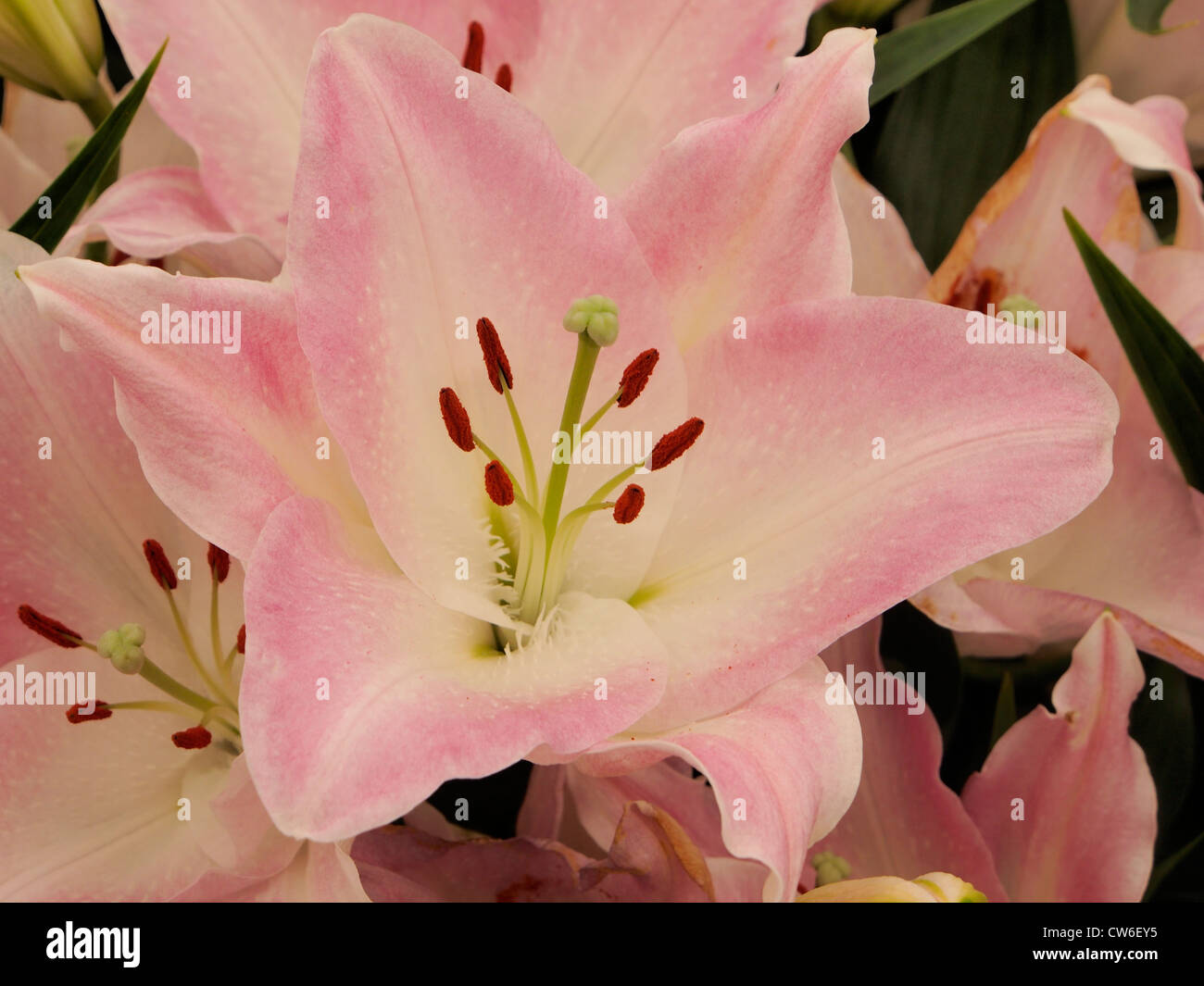Stamen display hi-res stock photography and images - Alamy