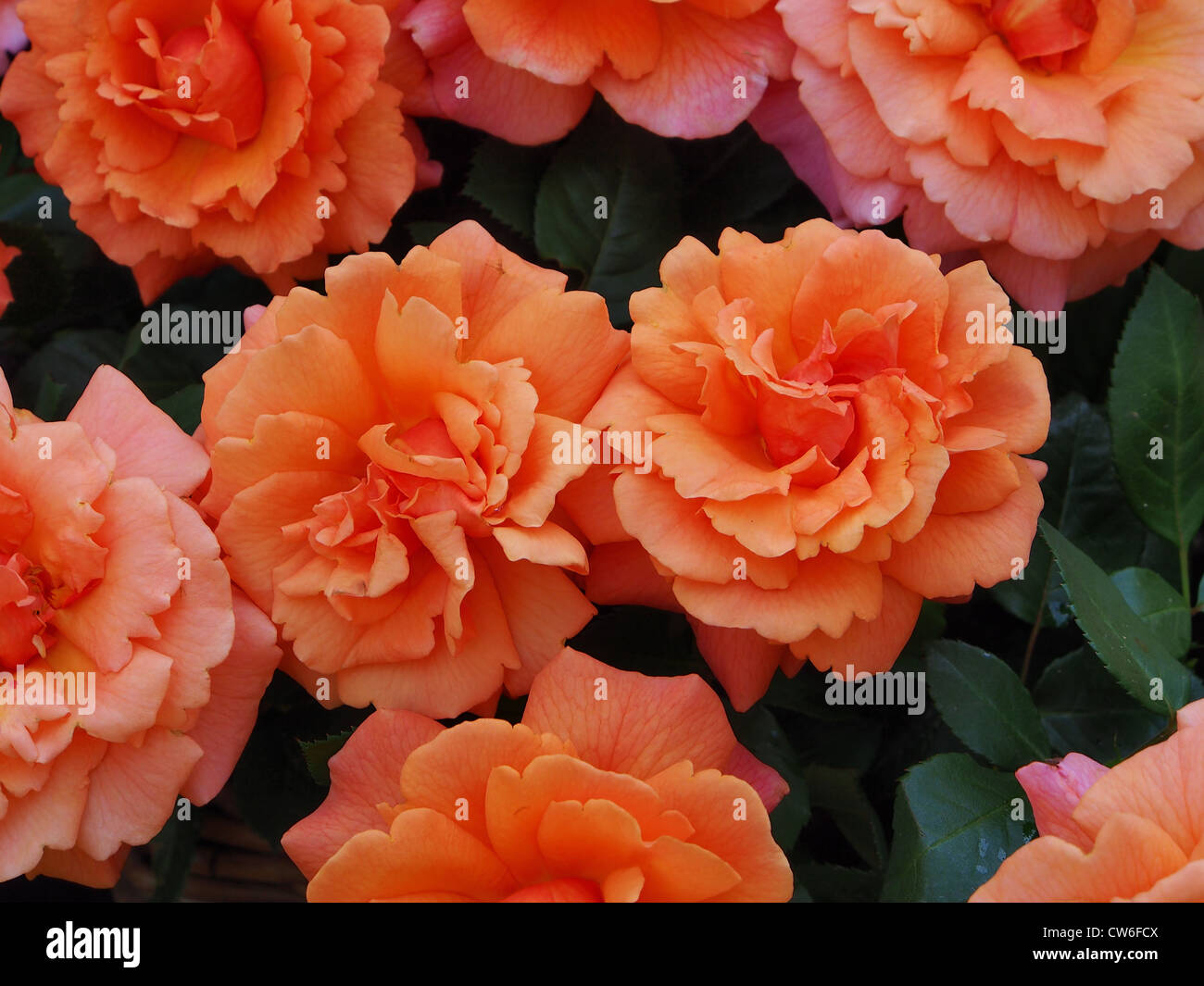 a display of roses Stock Photo - Alamy
