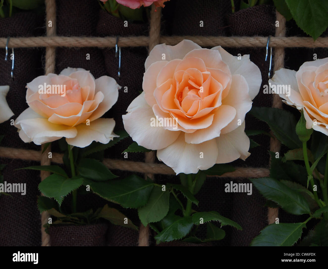 Cord frame hi-res stock photography and images - Alamy