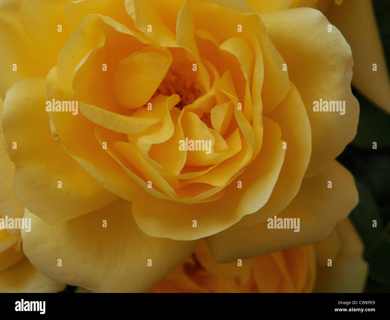 a single rose Stock Photo - Alamy