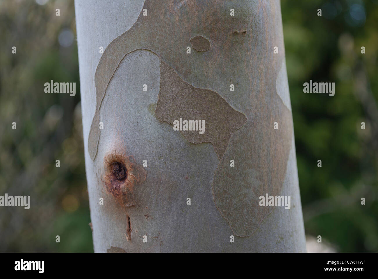 Close up of eucalyptus tree trunk Stock Photo - Alamy
