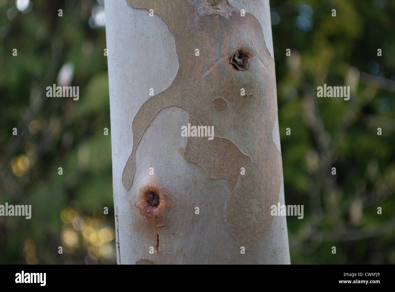 Close up of eucalyptus tree trunk Stock Photo - Alamy
