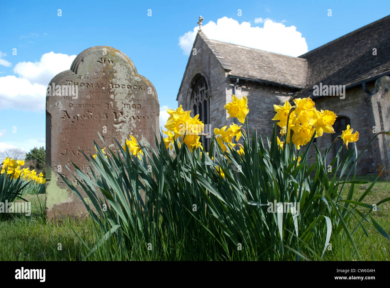 Yellow daffodil flowers in churchyard Stock Photo - Alamy