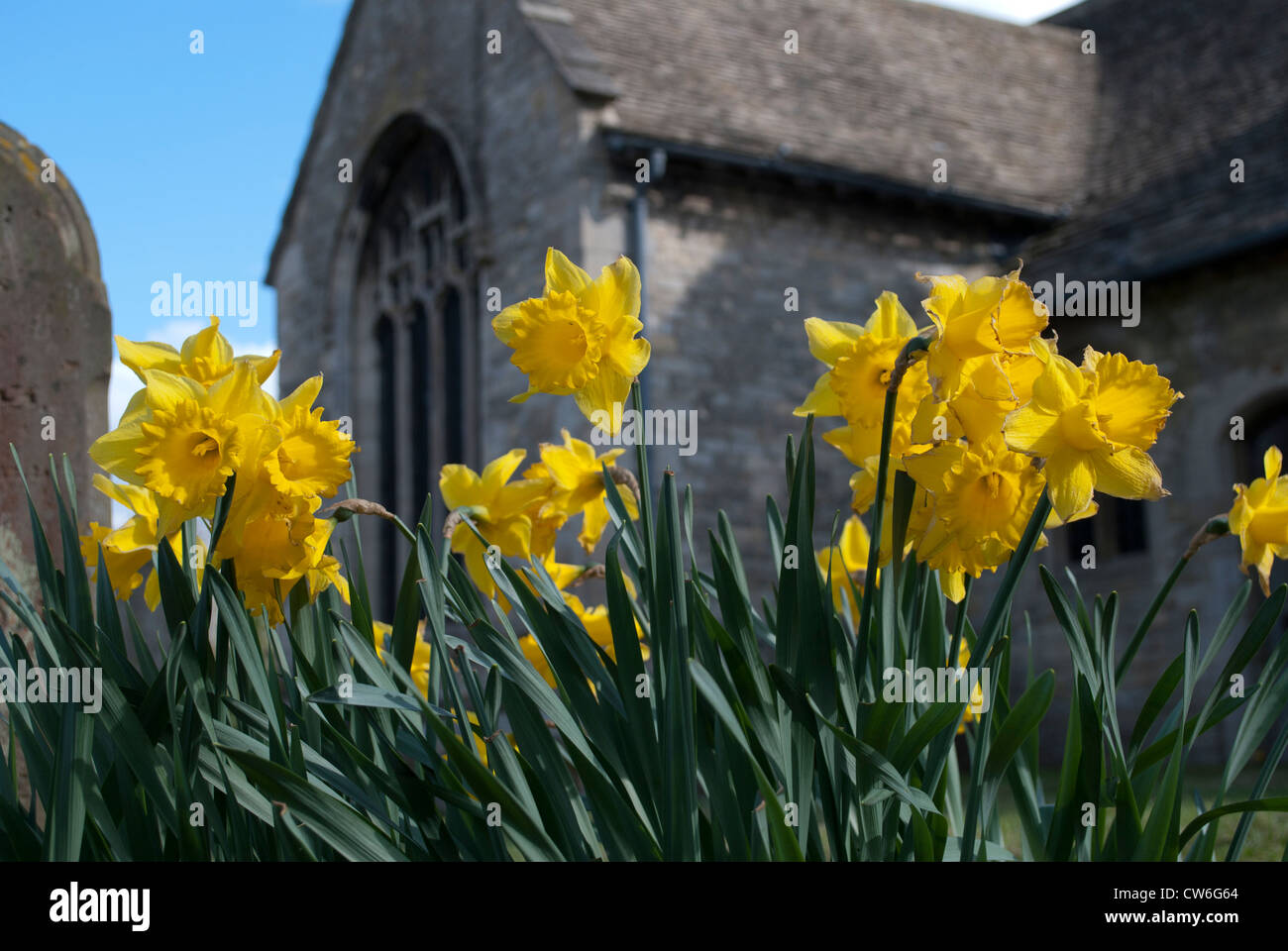 Yellow daffodil flowers in churchyard Stock Photo - Alamy