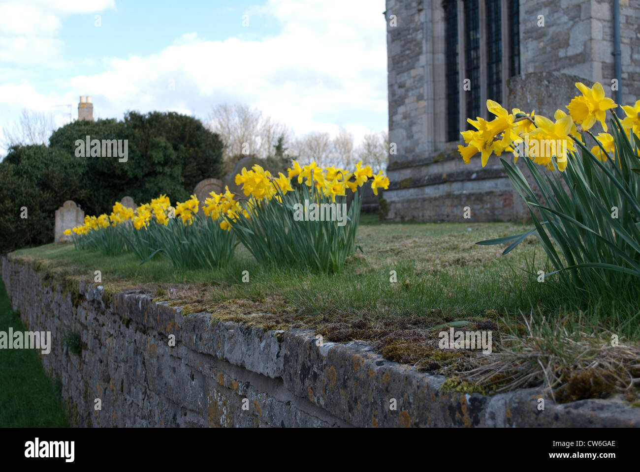 Row of yellow daffodil flowers in churchyard Stock Photo - Alamy