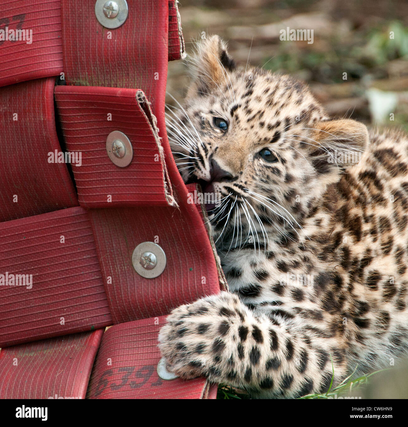 Leopard cub playing hi-res stock photography and images - Alamy