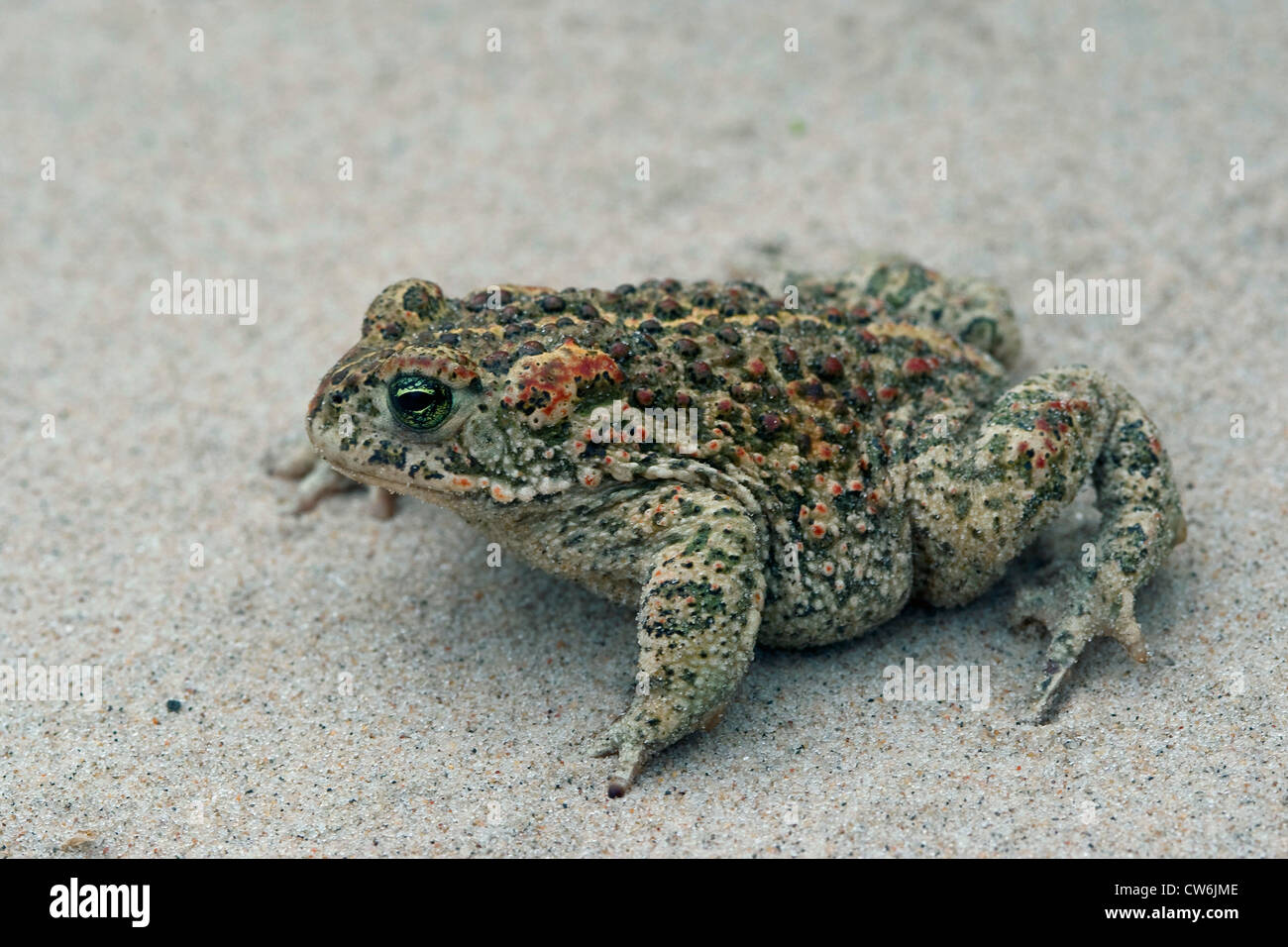 natterjack toad, natterjack, British toad (Bufo calamita), in the dunes ...