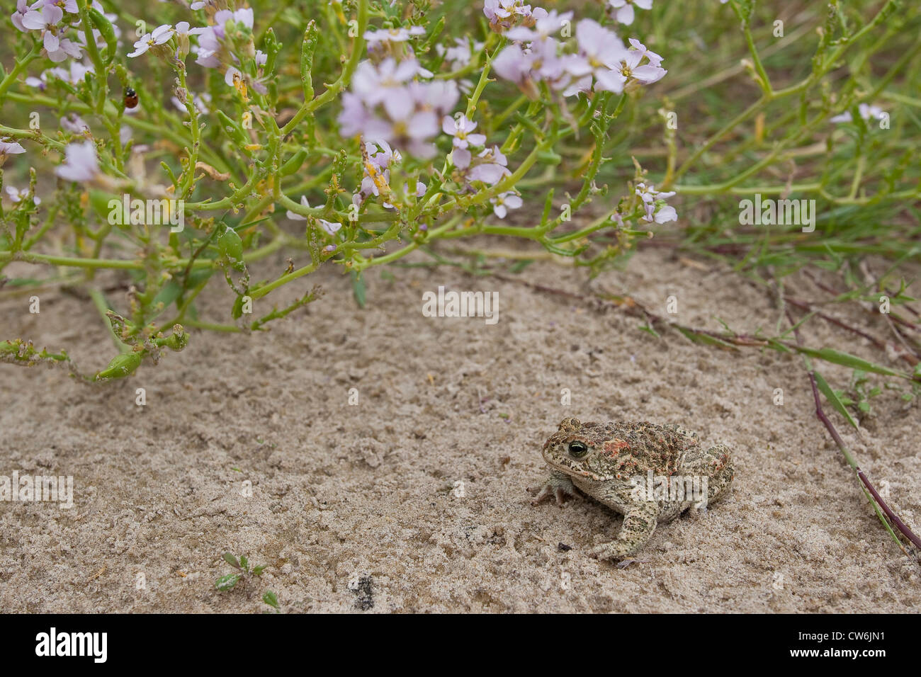 natterjack toad, natterjack, British toad (Bufo calamita), in the dunes ...