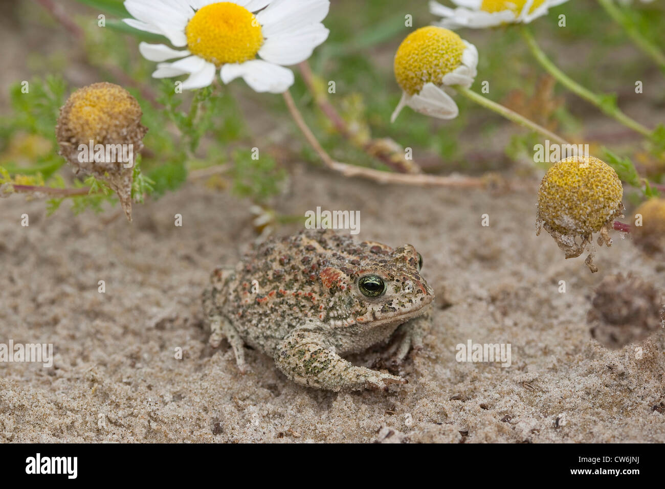 natterjack toad, natterjack, British toad (Bufo calamita), in the dunes ...