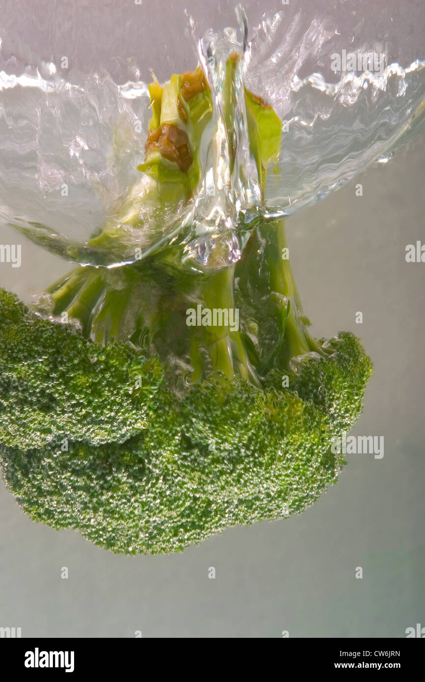 Sprouting dicotyledonous hi-res stock photography and images - Alamy