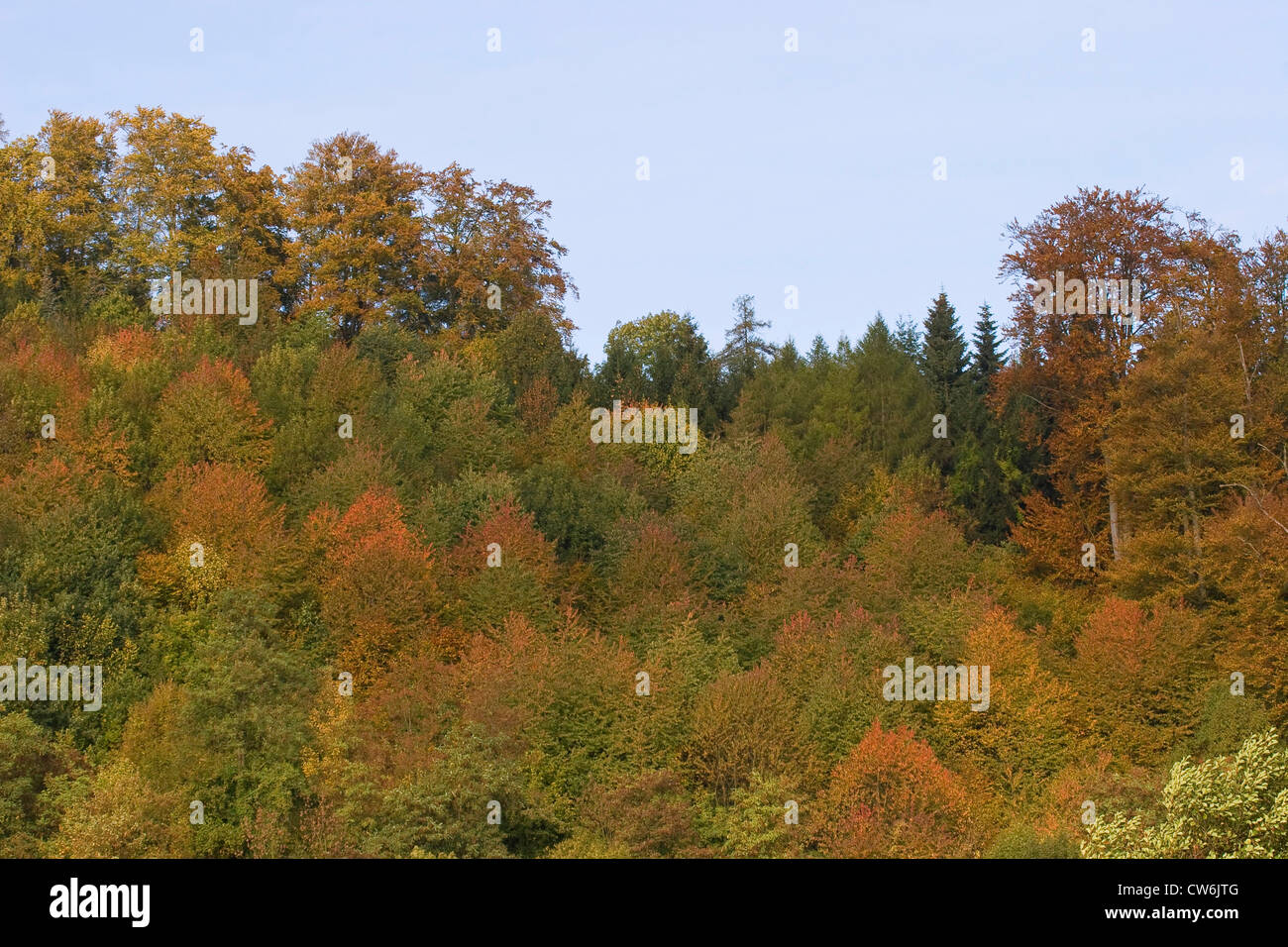 Deciduous ecosystems hi-res stock photography and images - Alamy