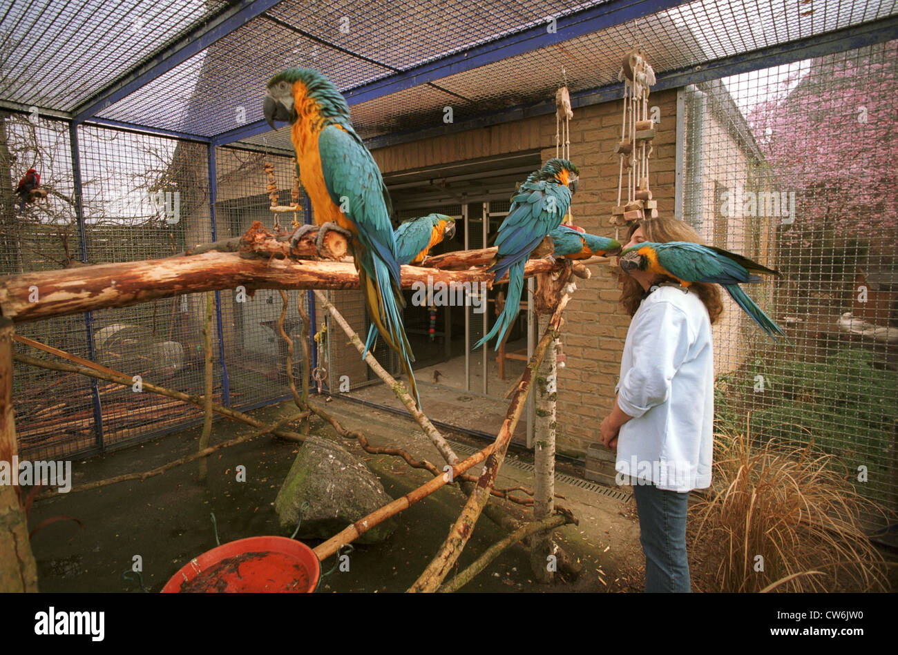 Grossziethen, parrot station Stock Photo - Alamy