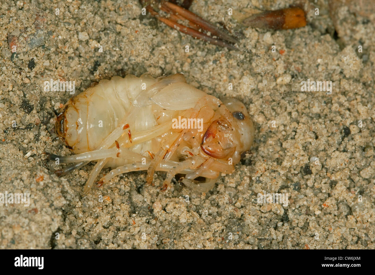 Leatherback ground beetle carabus coriaceus hi-res stock photography ...