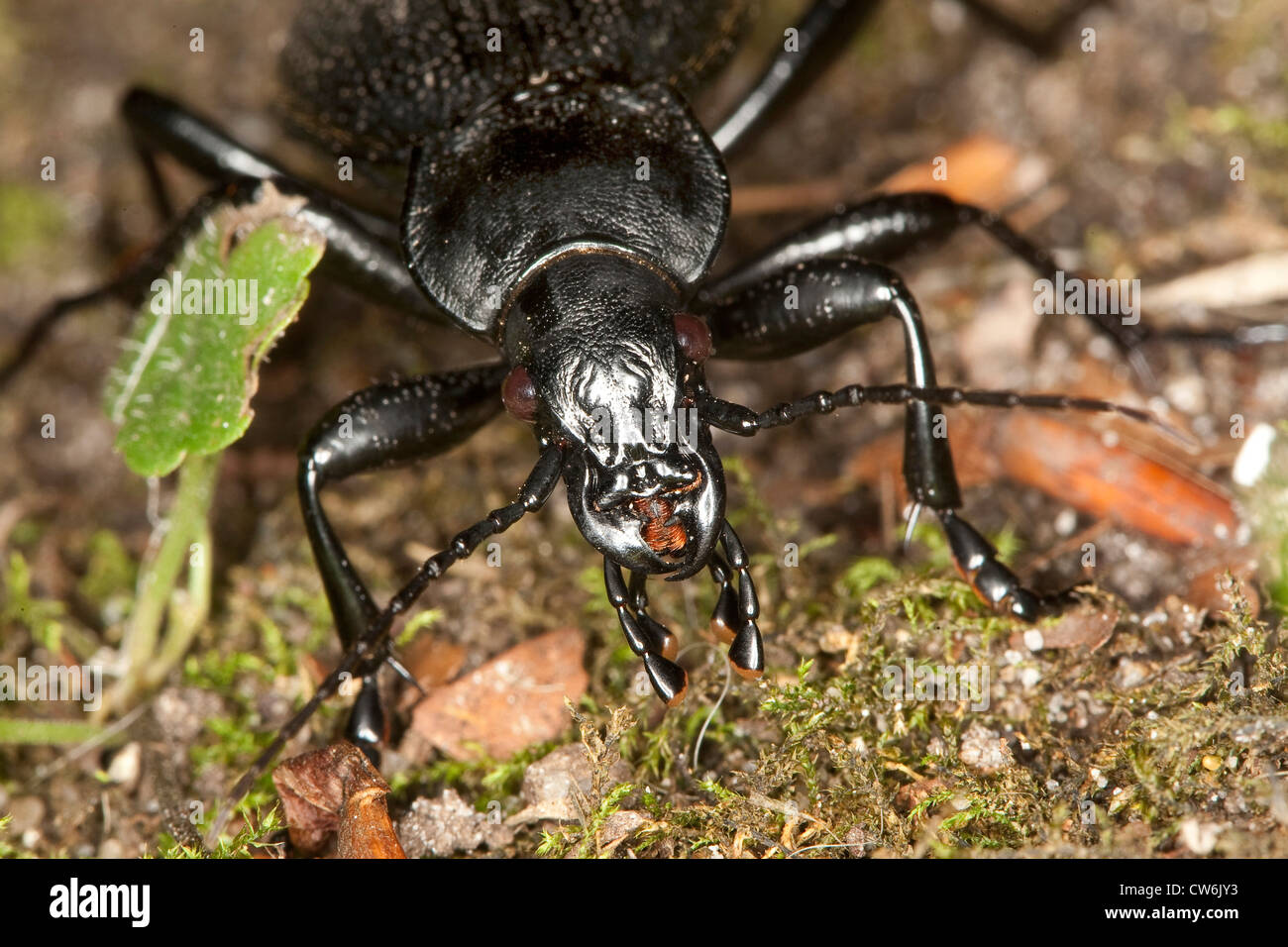 Leatherback ground beetle carabus coriaceus hi-res stock photography ...